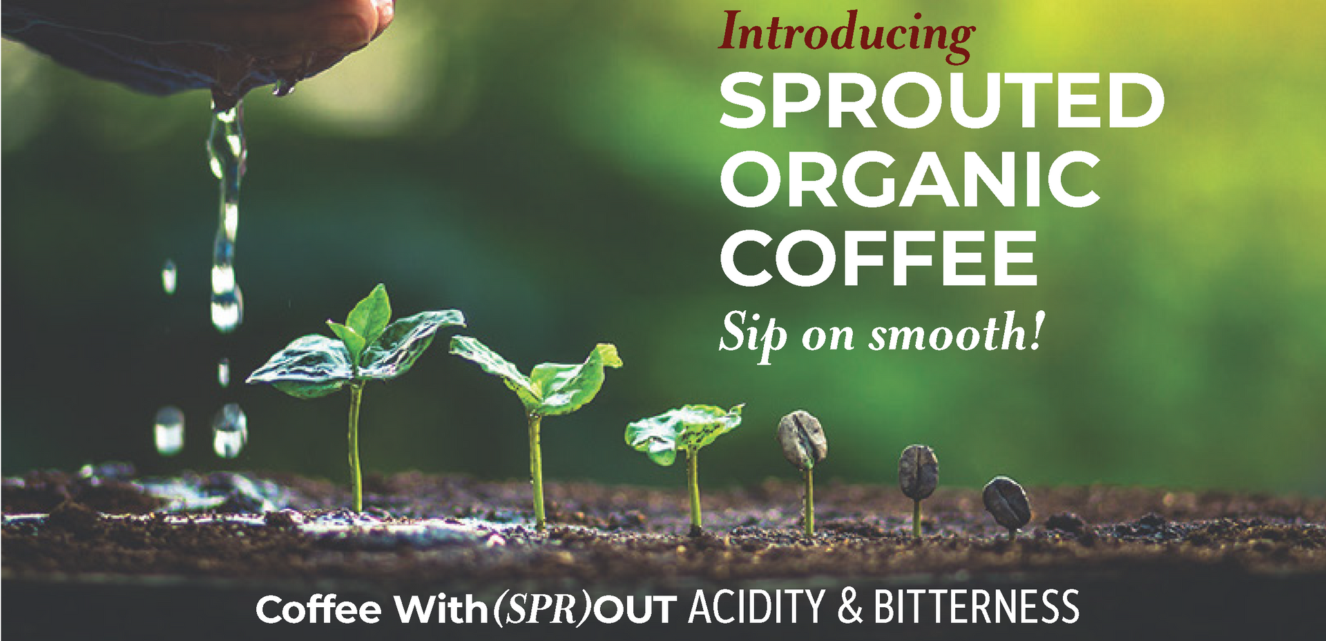 Why Sprouted Organic Coffee? – Java Trading