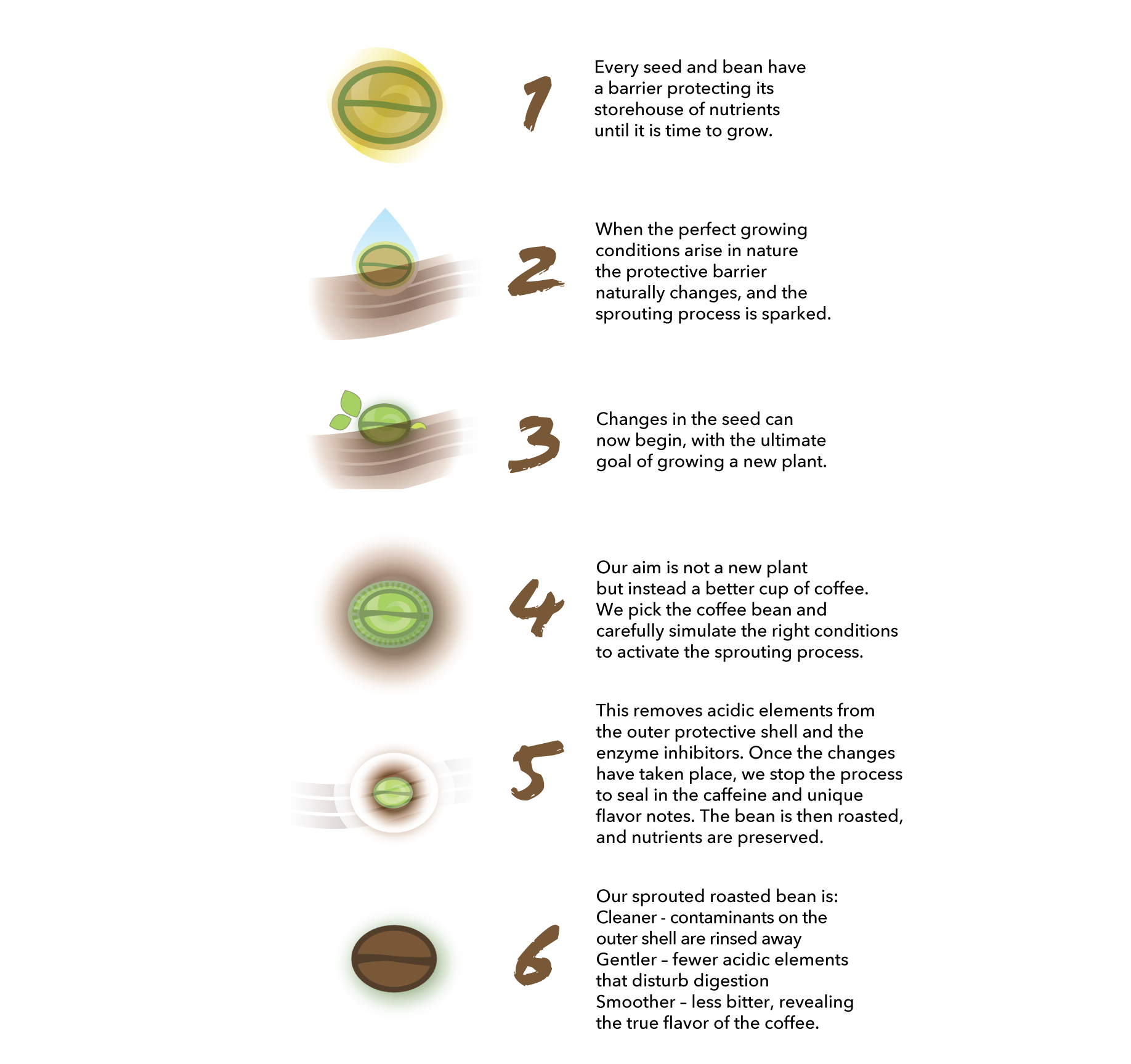 Why Sprouted Organic Coffee? – Java Trading