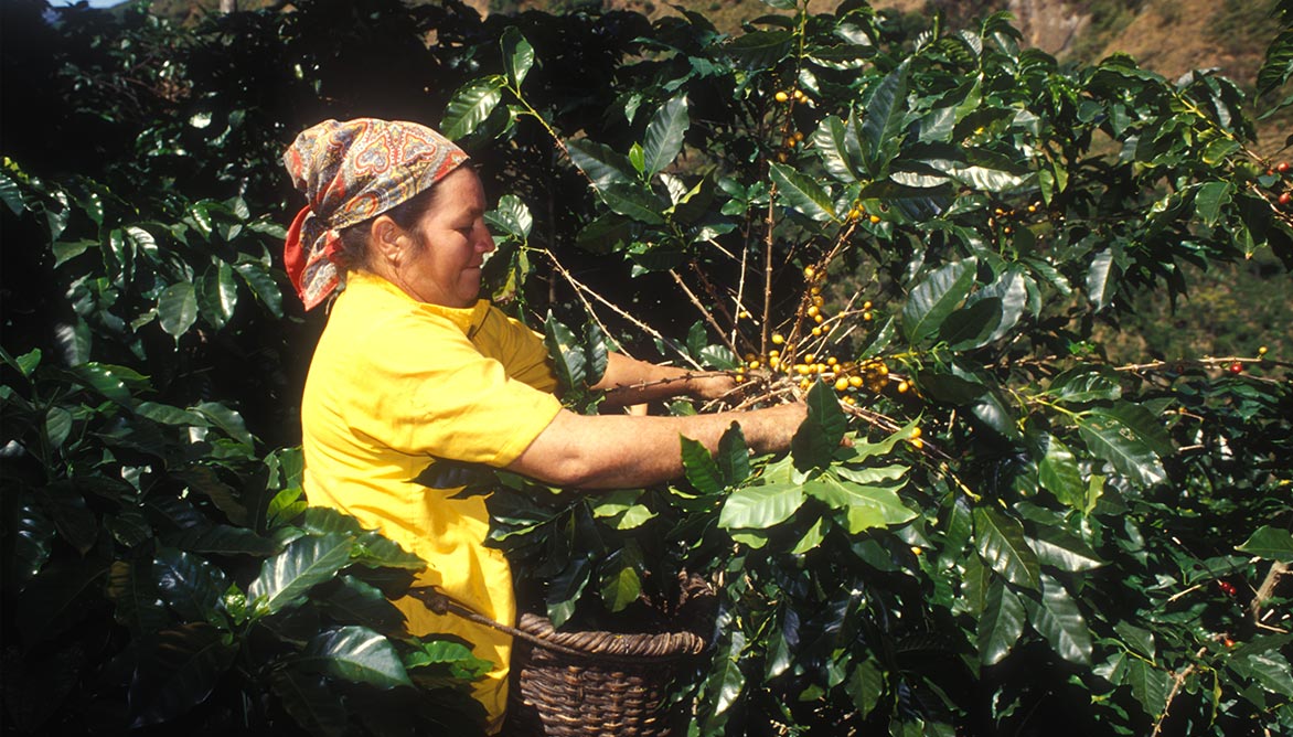 About Us – Java Trading